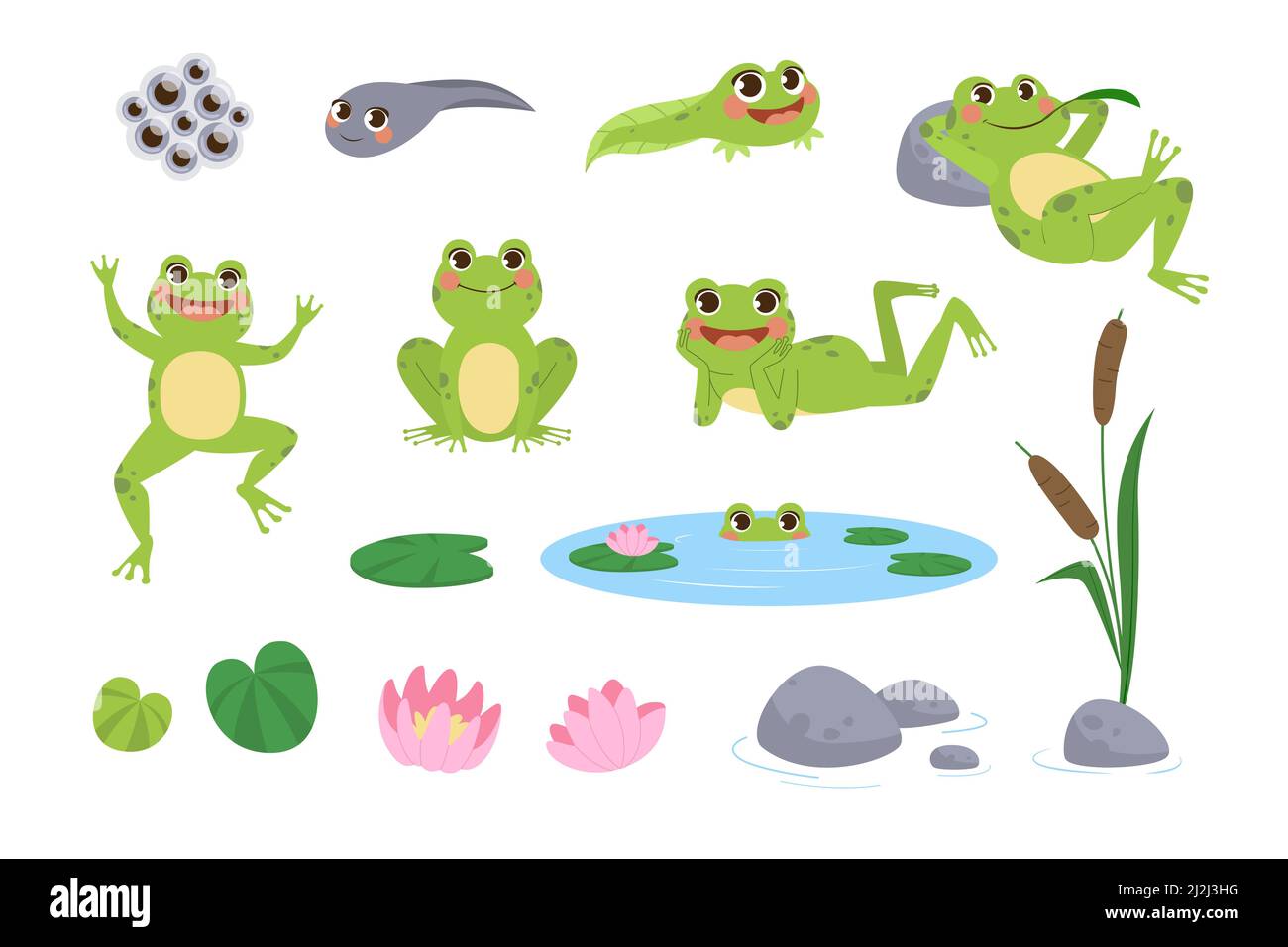 Tadpole To Frog Clipart