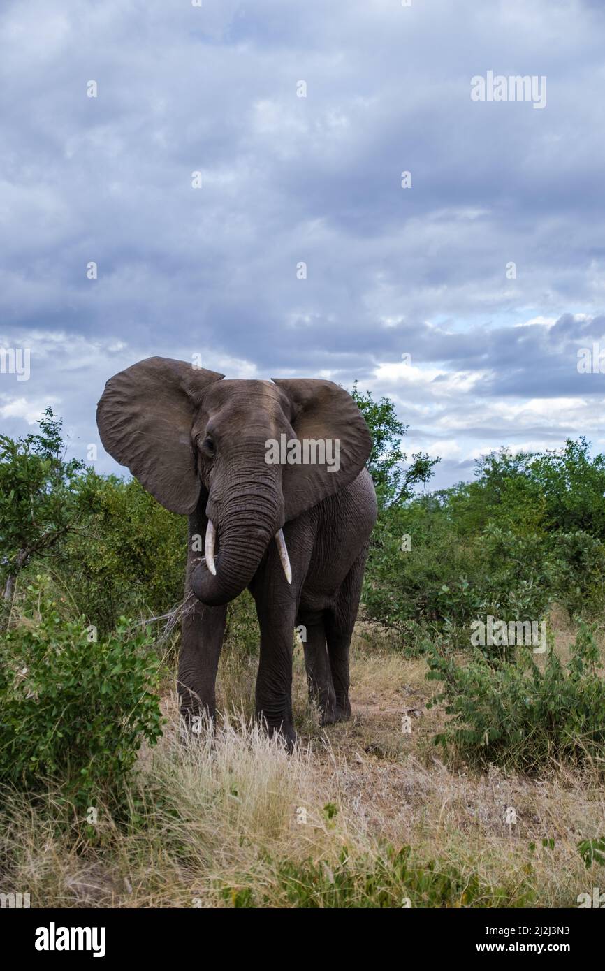 African Elephant in The Klaserie Private Nature Reserve part of the ...