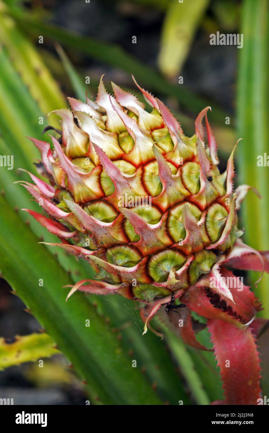 Botany bromeliaceae pineapple hi-res stock photography and images - Alamy