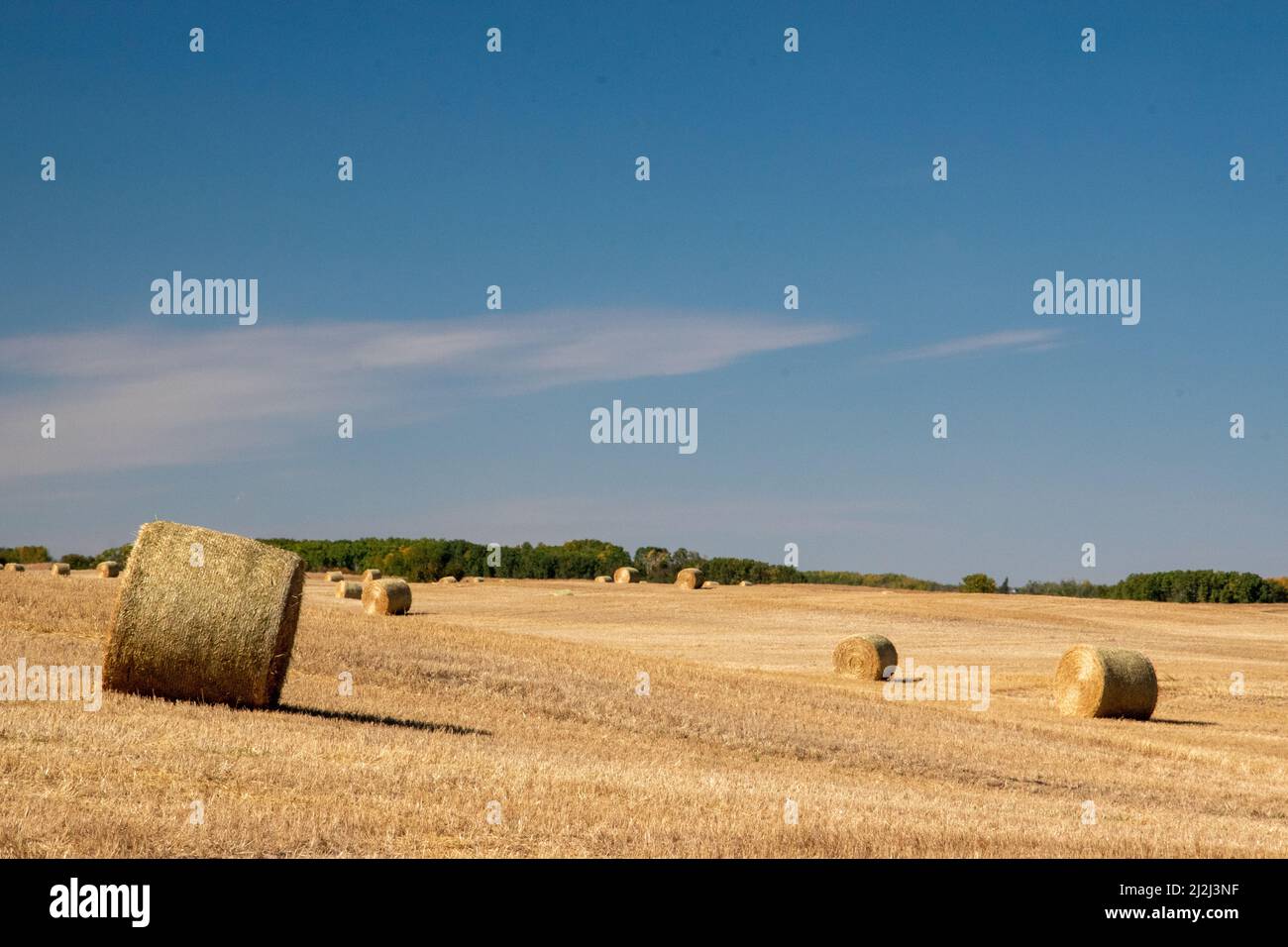 Newly harvested fields in the rural municipality of MacNutt ...