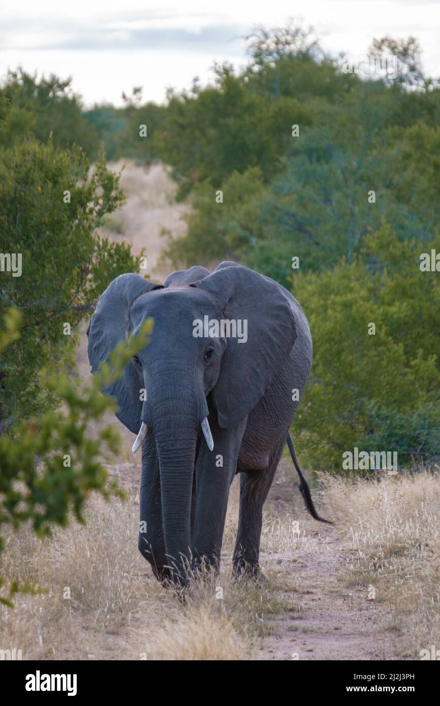 African Elephant in The Klaserie Private Nature Reserve part of the ...