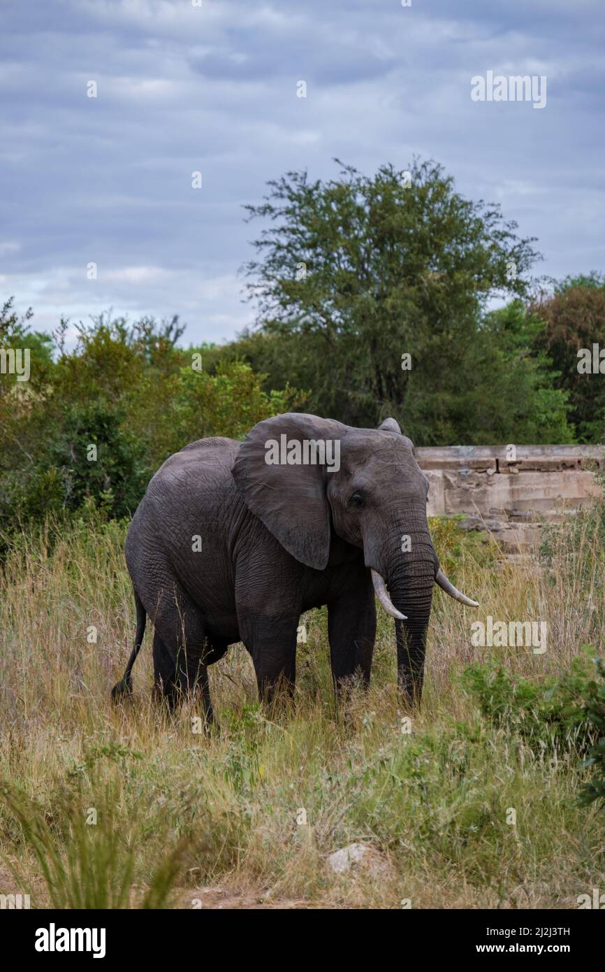 African Elephant in The Klaserie Private Nature Reserve part of the ...