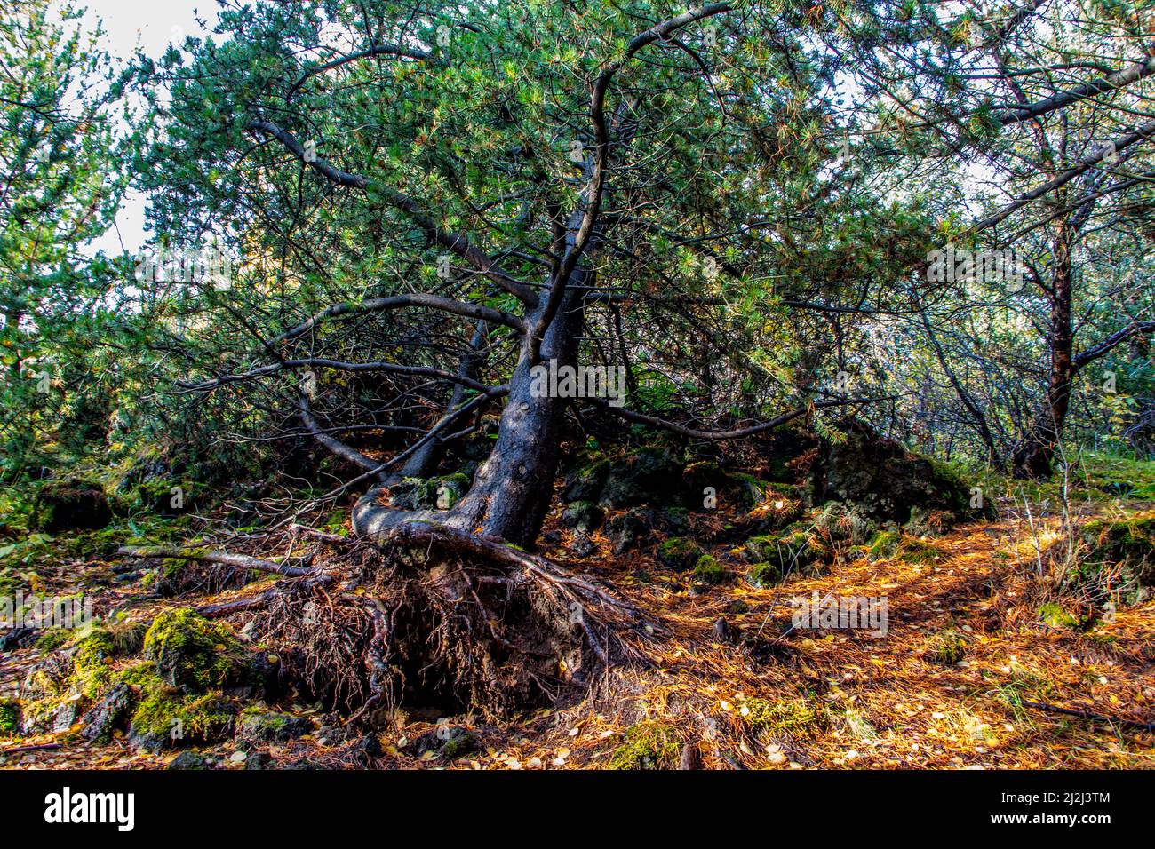 A beautiful forest landscape in Iceland Stock Photo - Alamy