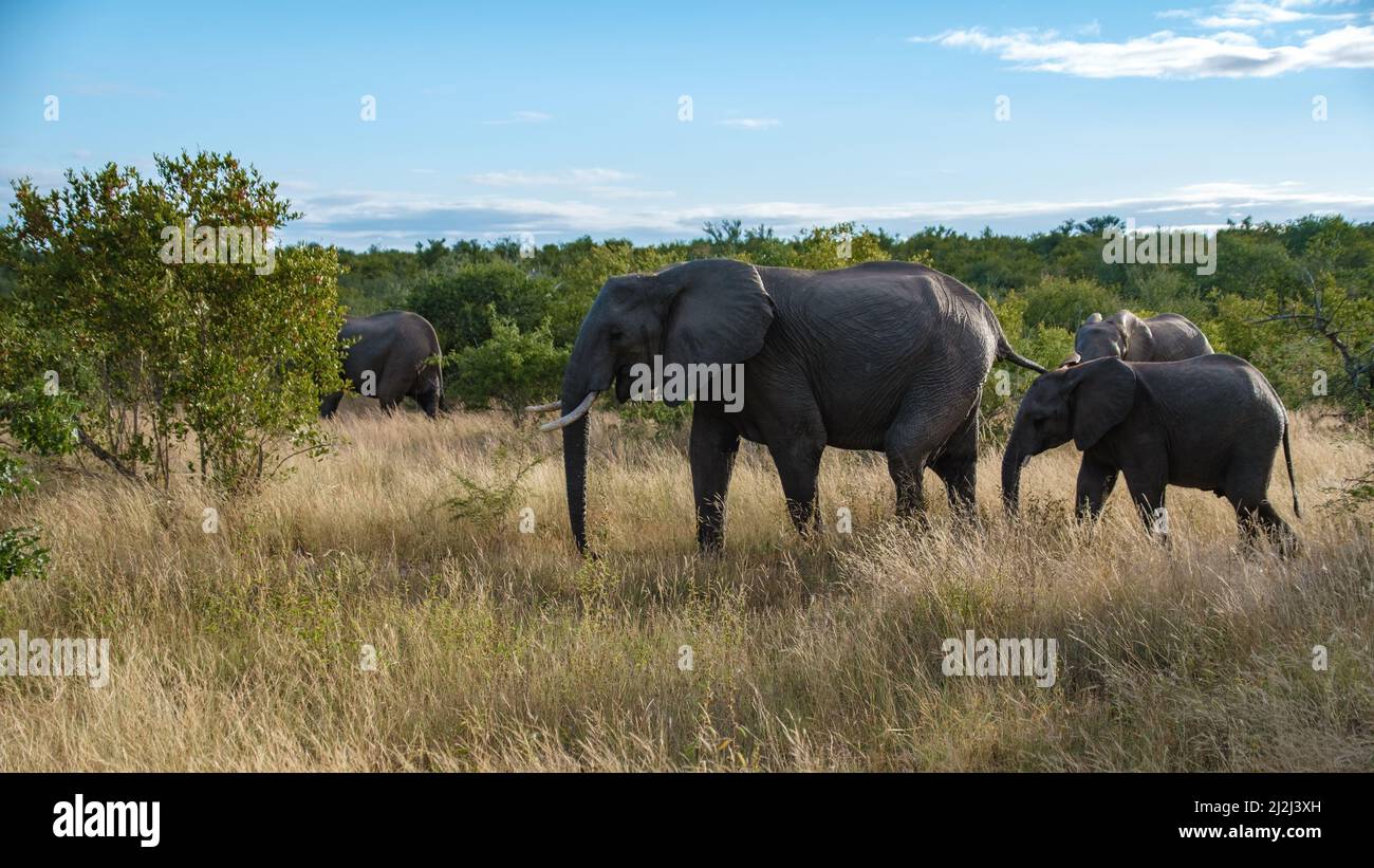 African Elephant in The Klaserie Private Nature Reserve part of the ...