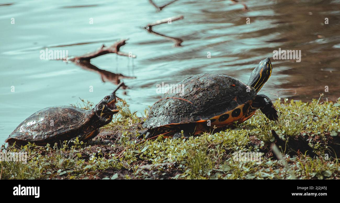 The two yellow-bellied slider turtles (trachemys scripta) near the ...