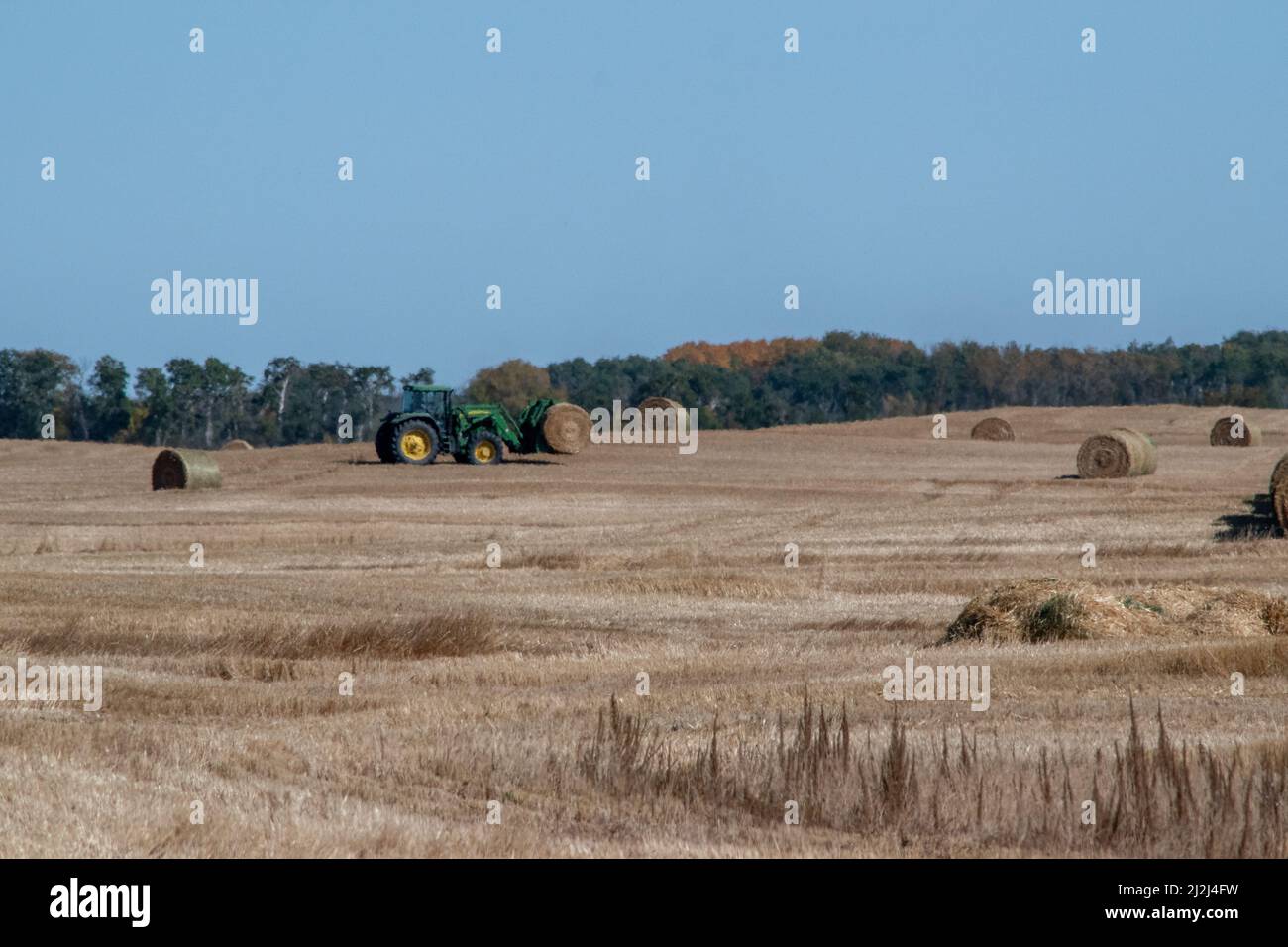 Newly harvested fields in the rural municipality of MacNutt ...