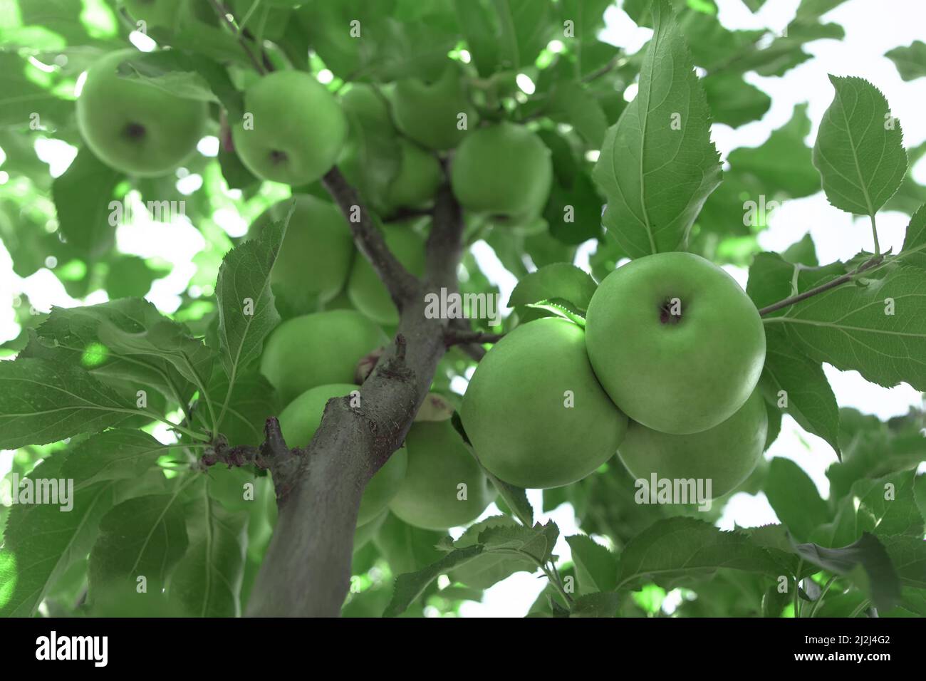 Lush green apples hang hi-res stock photography and images - Alamy