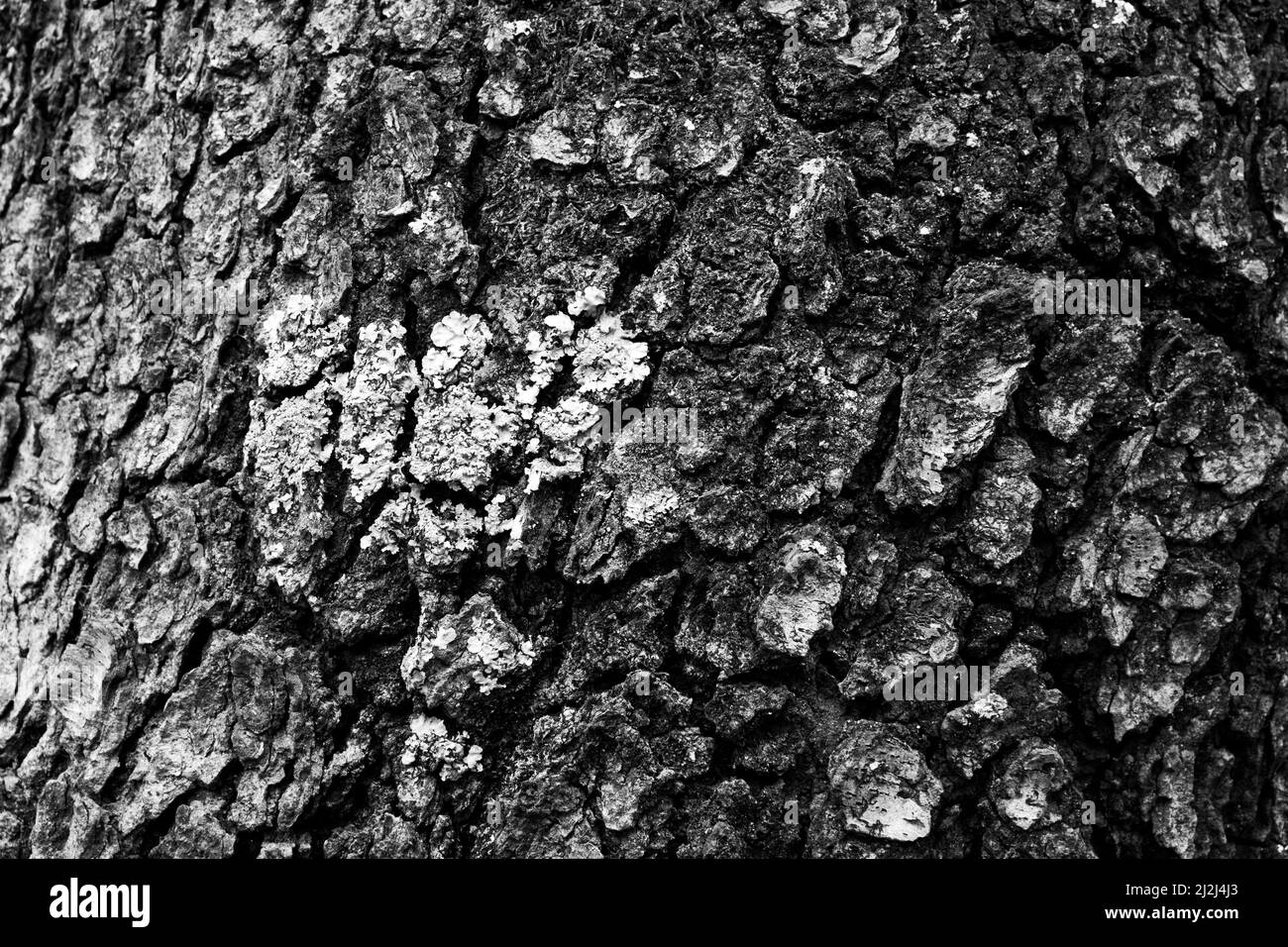 Grey wood background of tree bark. Black and white tree bark background ...