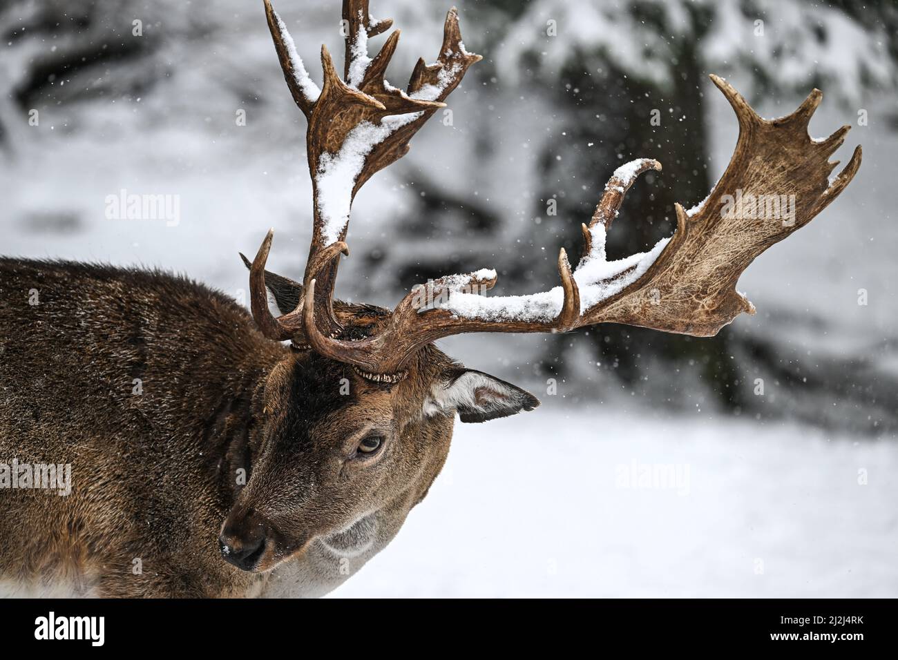 Ravensburg, Germany. 02nd Apr, 2022. Fresh snow lies on the antlers of ...
