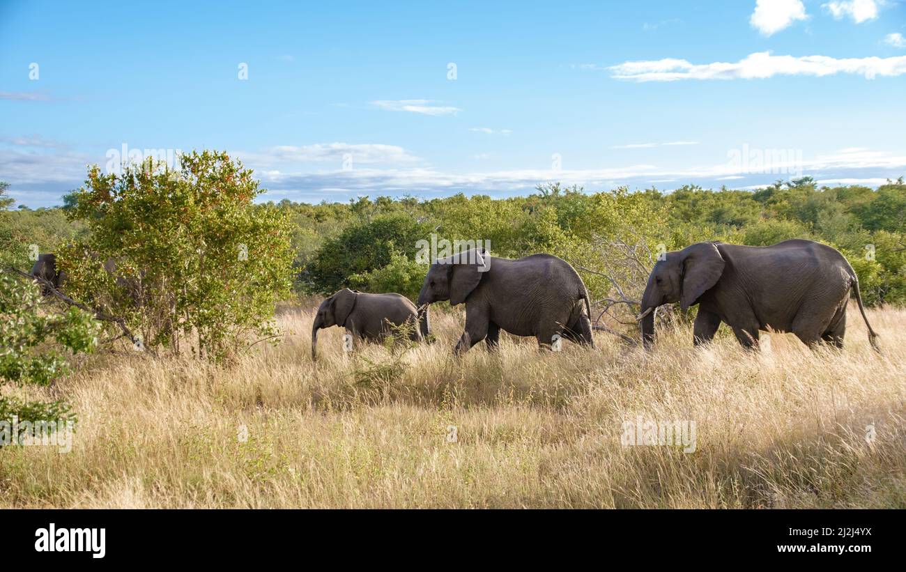 African Elephant in The Klaserie Private Nature Reserve part of the ...