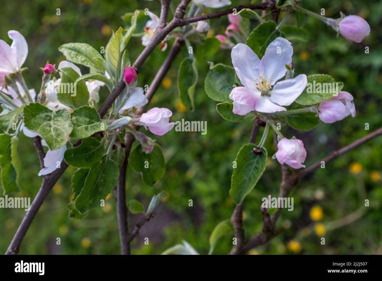 Blooming apple flowers, close up. Apple branches have pretty flowers in ...