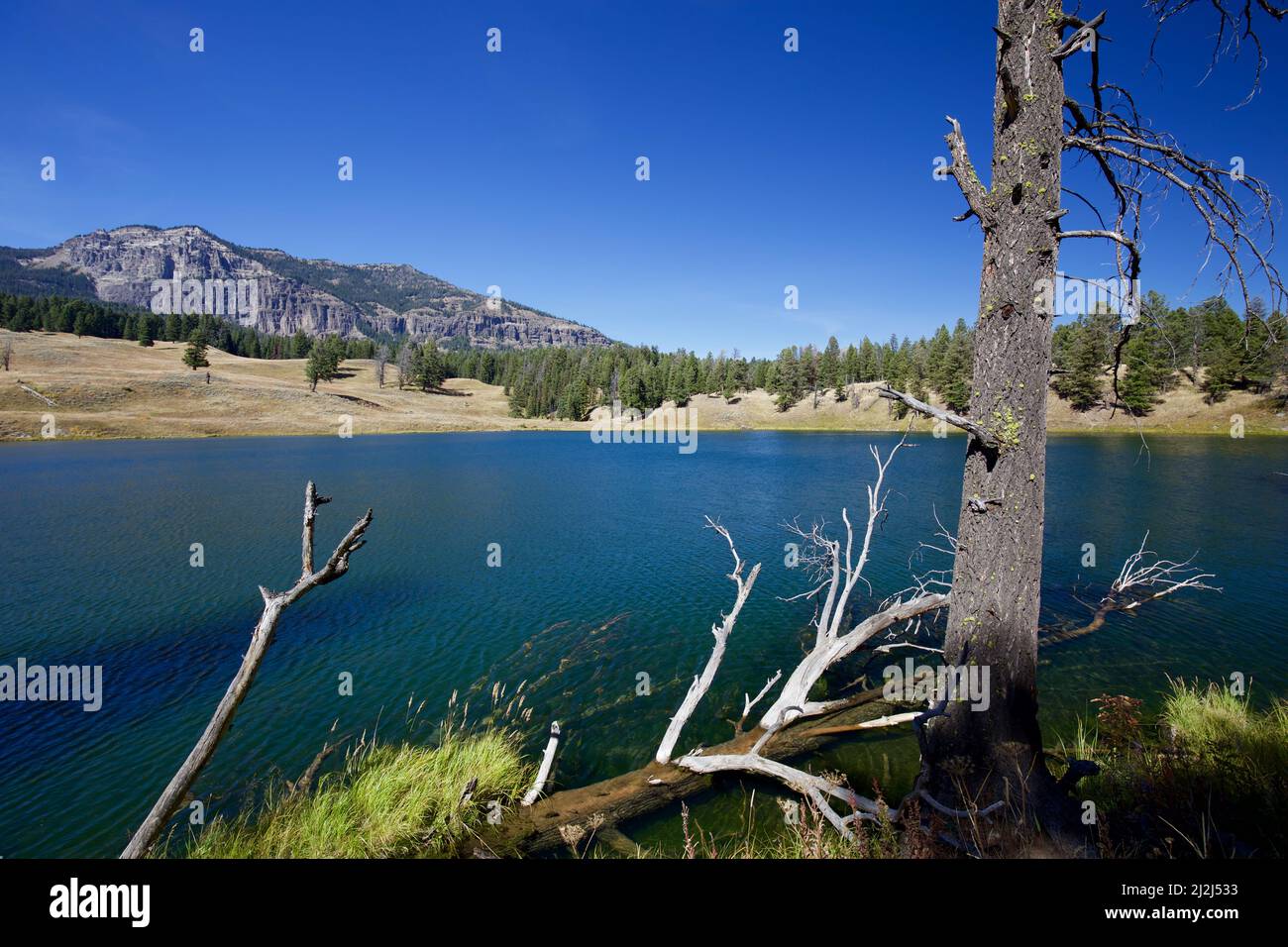 A scenic lakeshore with dried fallen trees under a clear blue sky at ...