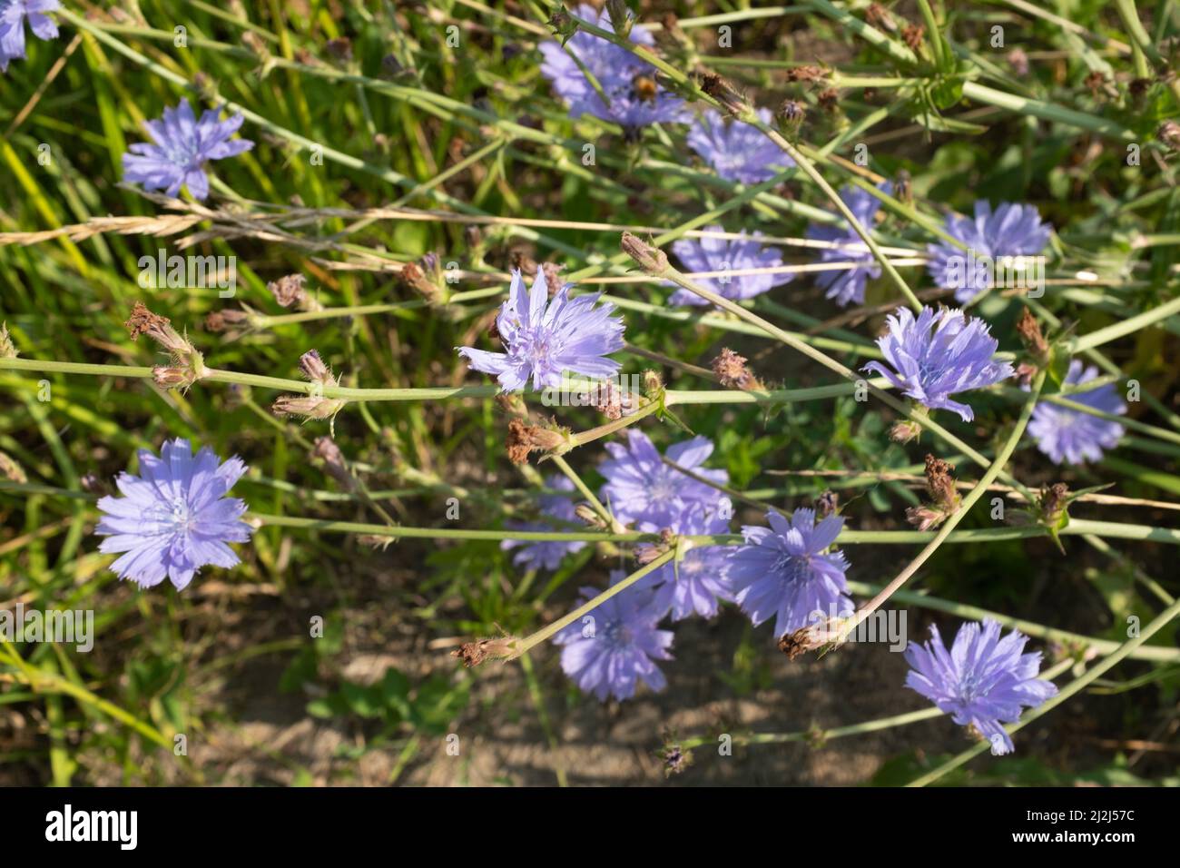 Landscape with blue chicory flowers close-up on a green background ...