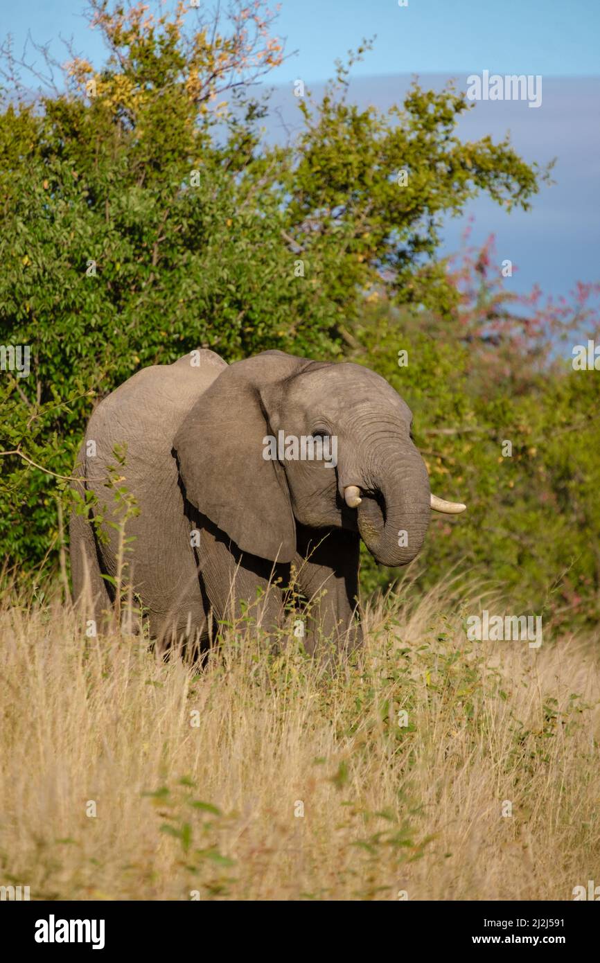 African Elephant in The Klaserie Private Nature Reserve part of the ...