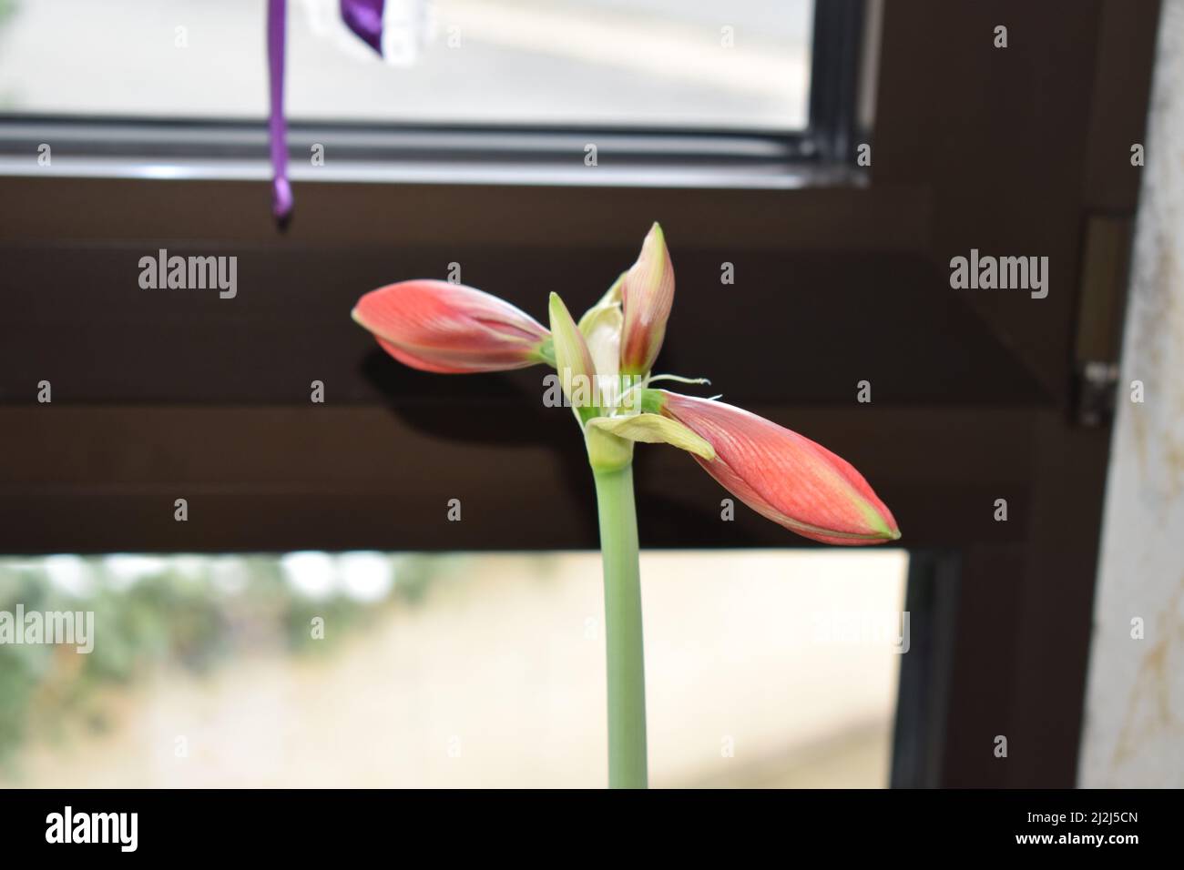 red amaryllis flower before opening Stock Photo - Alamy
