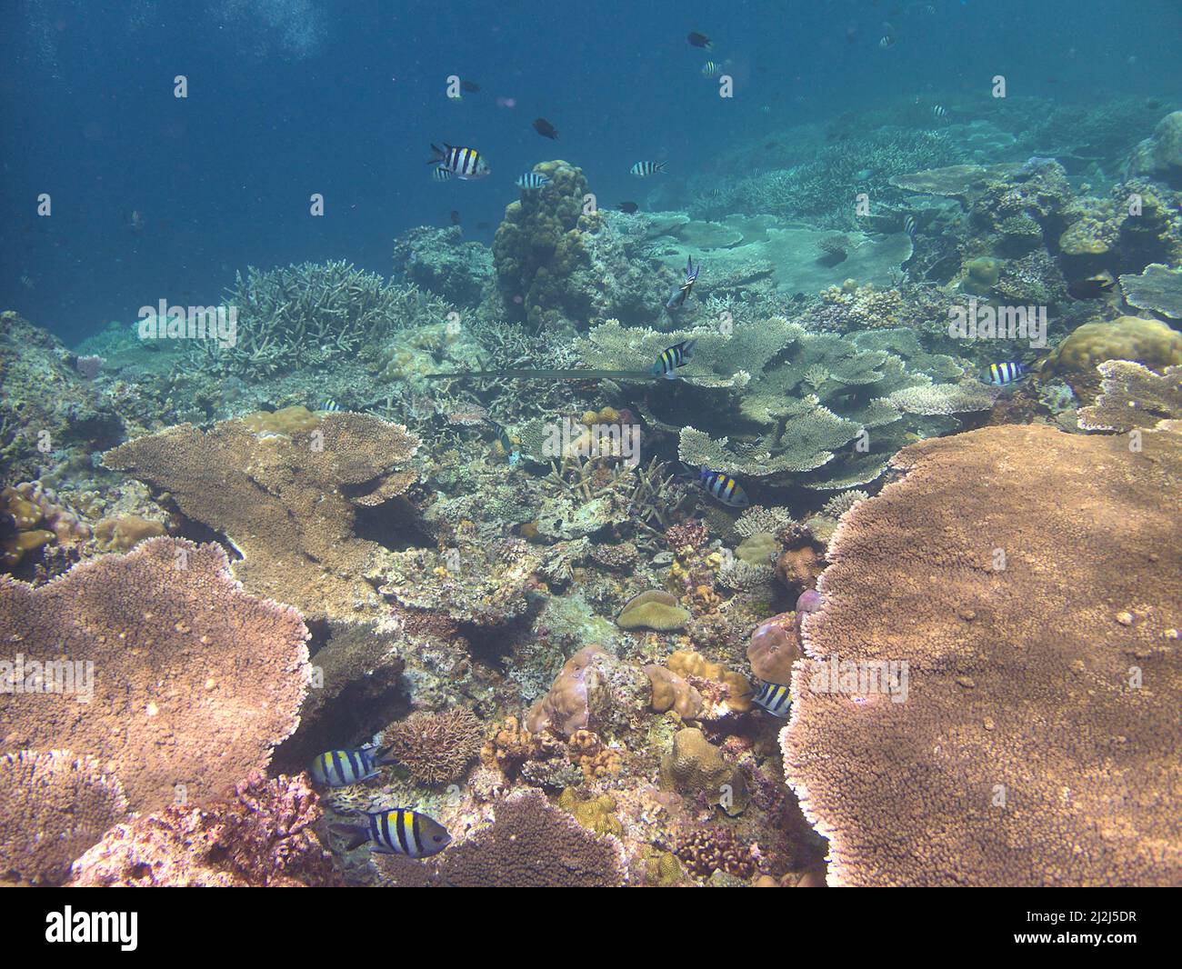 Tropical coral reef bottom underwater hi-res stock photography and ...