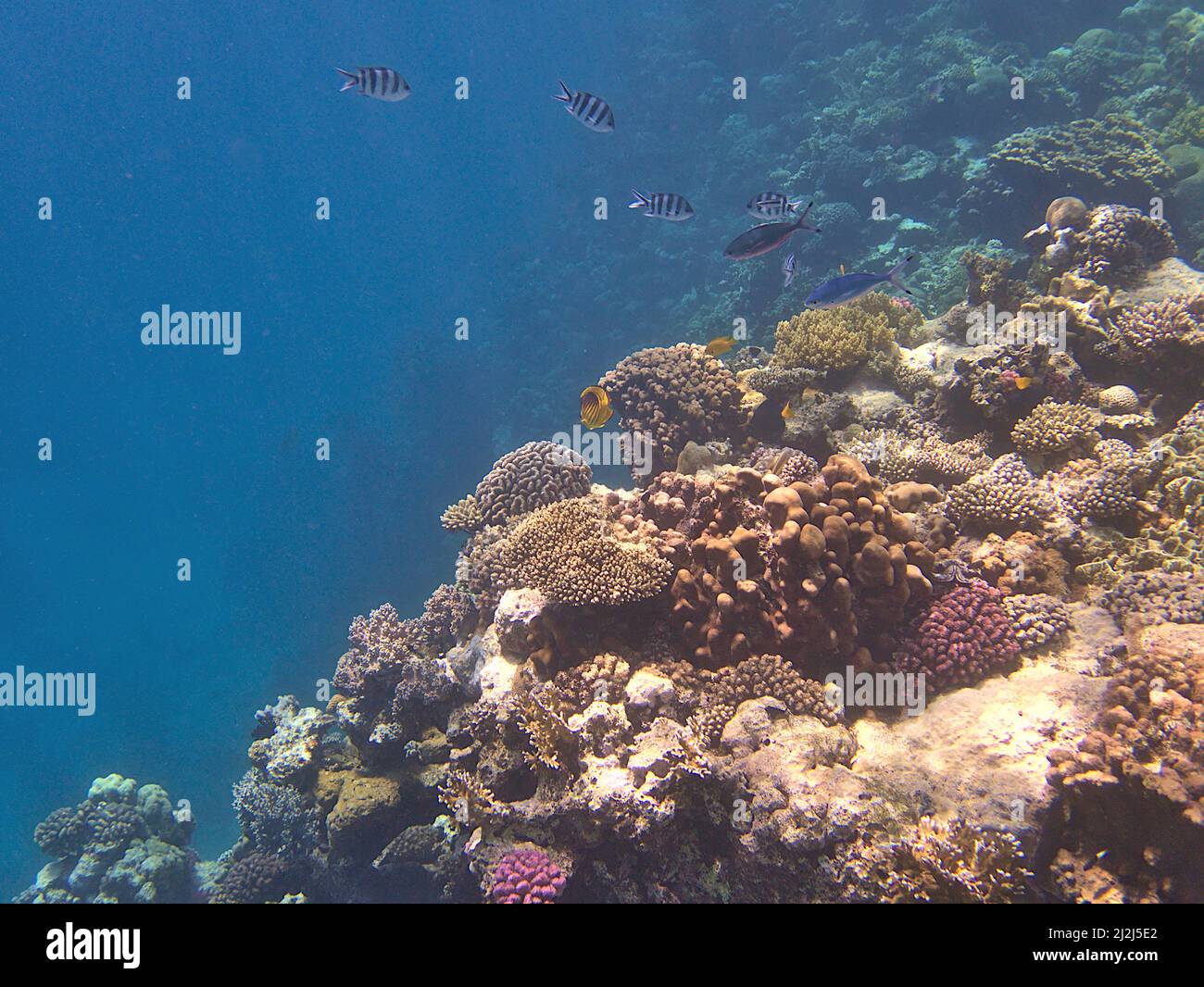 Coral reef hawaii hi-res stock photography and images - Alamy