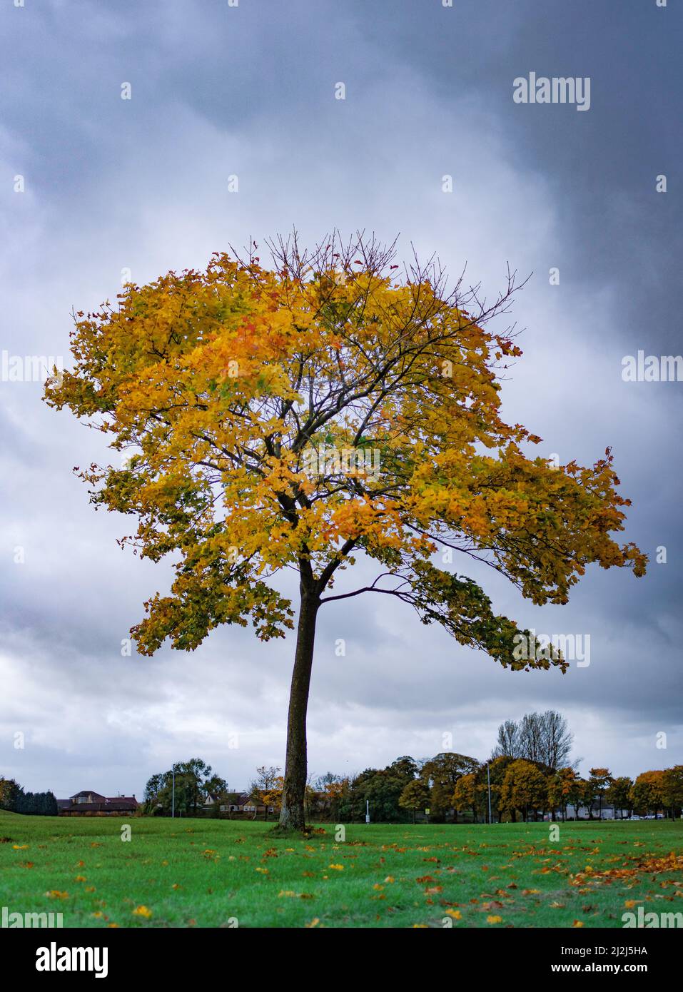 Scottish autumnal landscape hi-res stock photography and images - Alamy