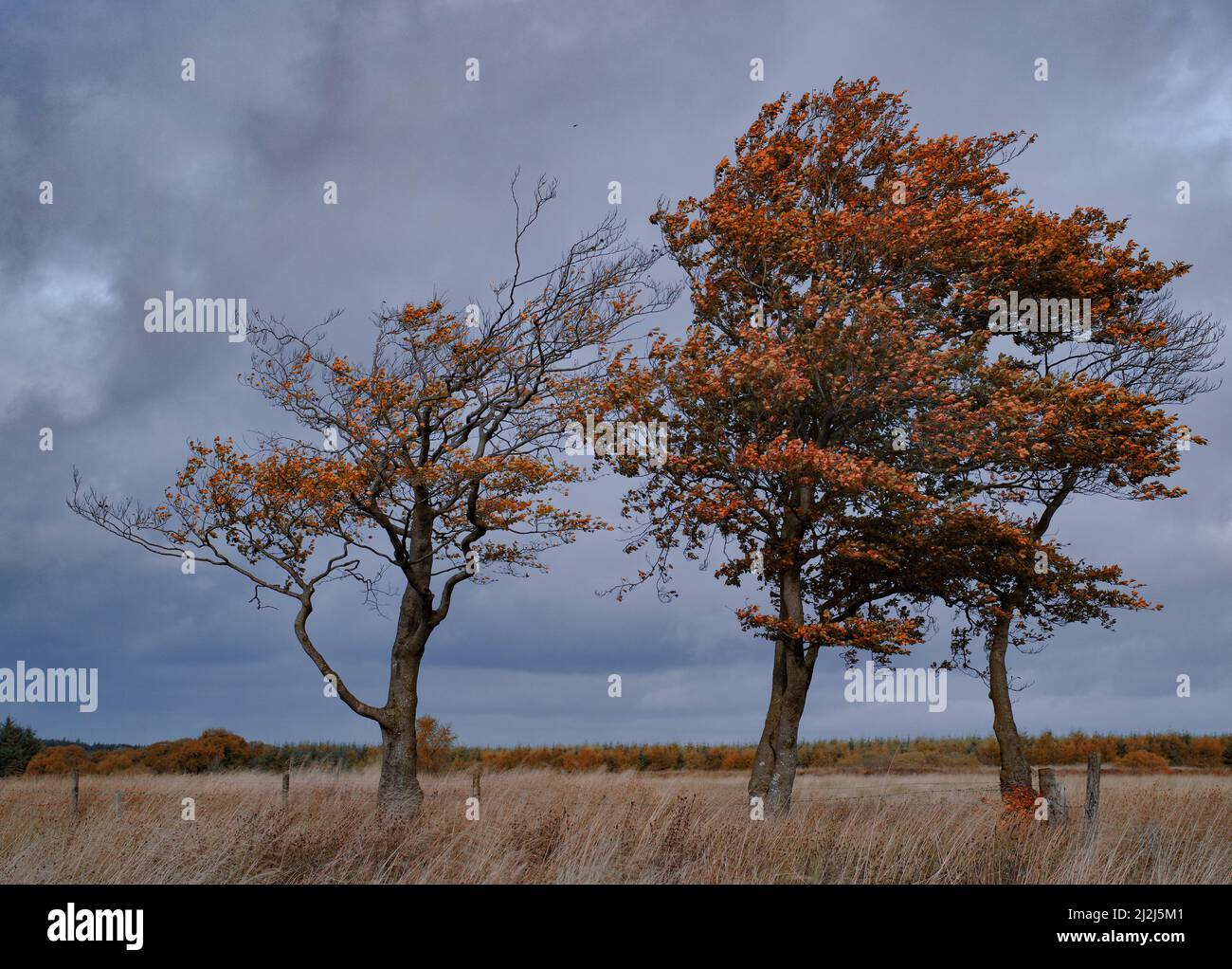 Scottish autumnal landscape hi-res stock photography and images - Alamy