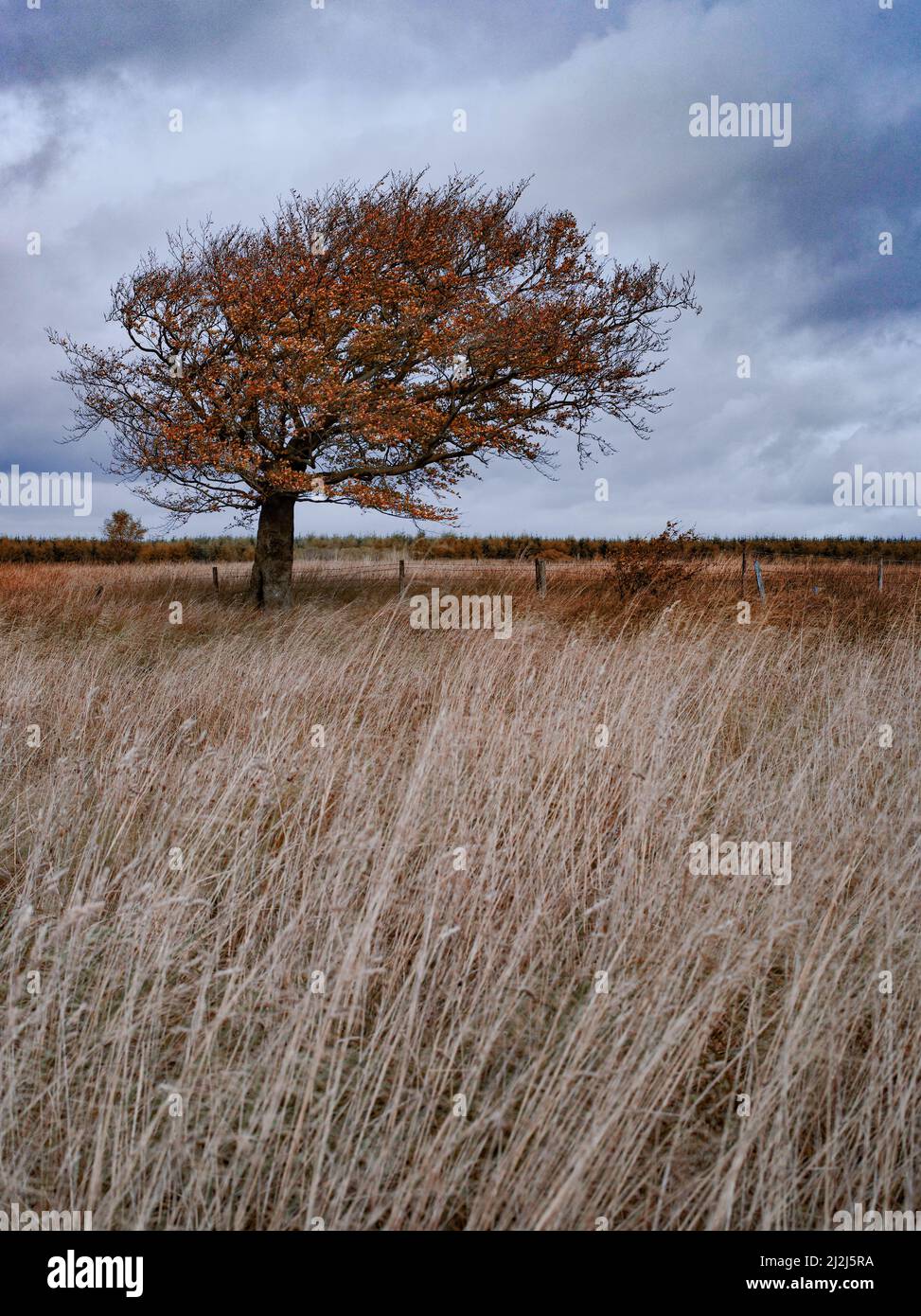 Scottish autumnal landscape hi-res stock photography and images - Alamy