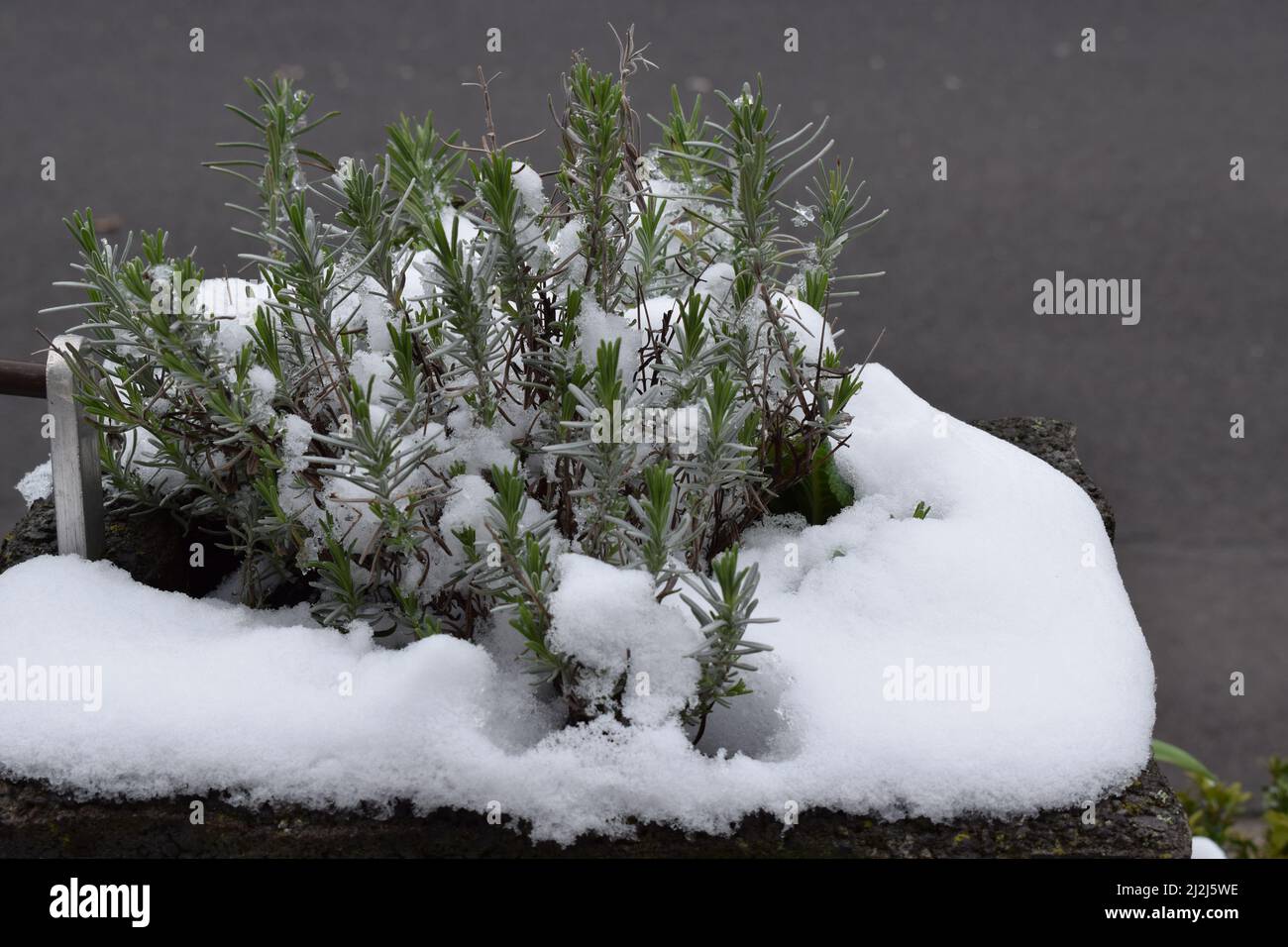 lavender bush in fresh snow Stock Photo - Alamy