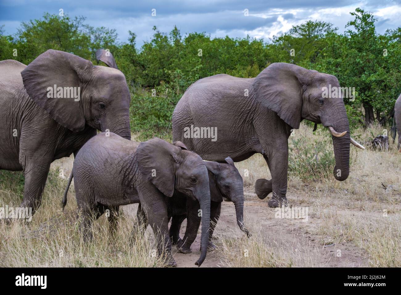 African Elephant in The Klaserie Private Nature Reserve part of the ...