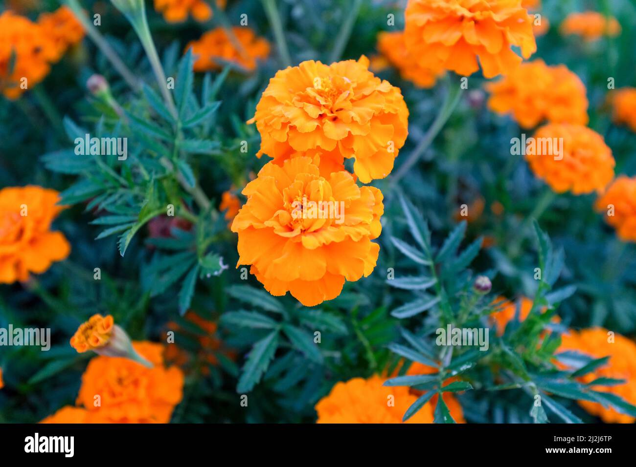 Orange tagetes flowers, close-up. Background from bright french ...