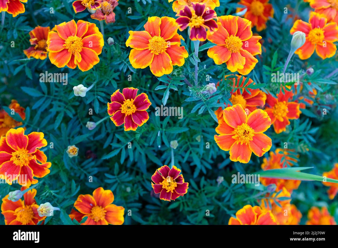 Orange marigold flowers, top view. Field with tagetes. Background from ...