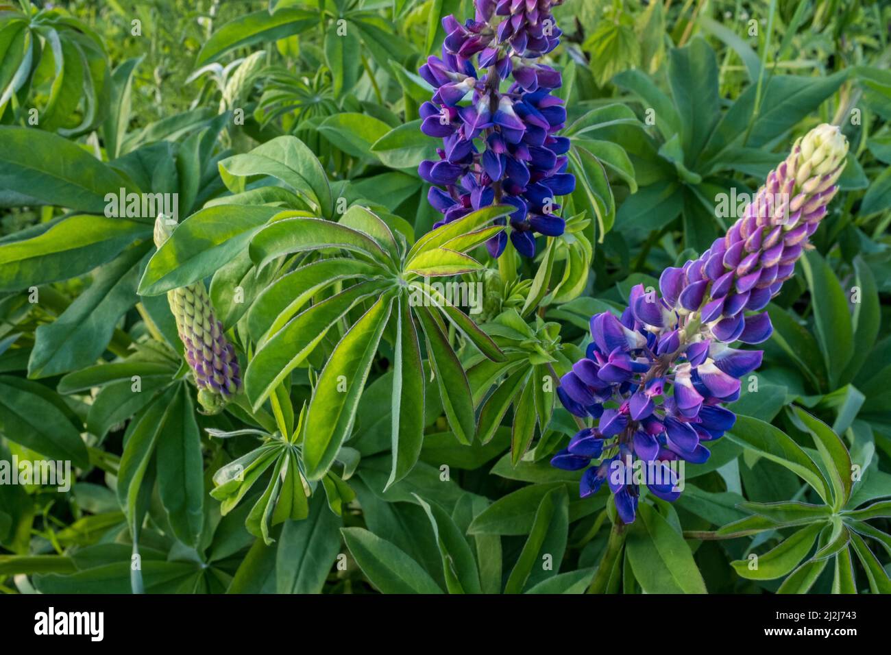 Violet lupin flowers and green leaves, close-up. Natural green backdrop ...