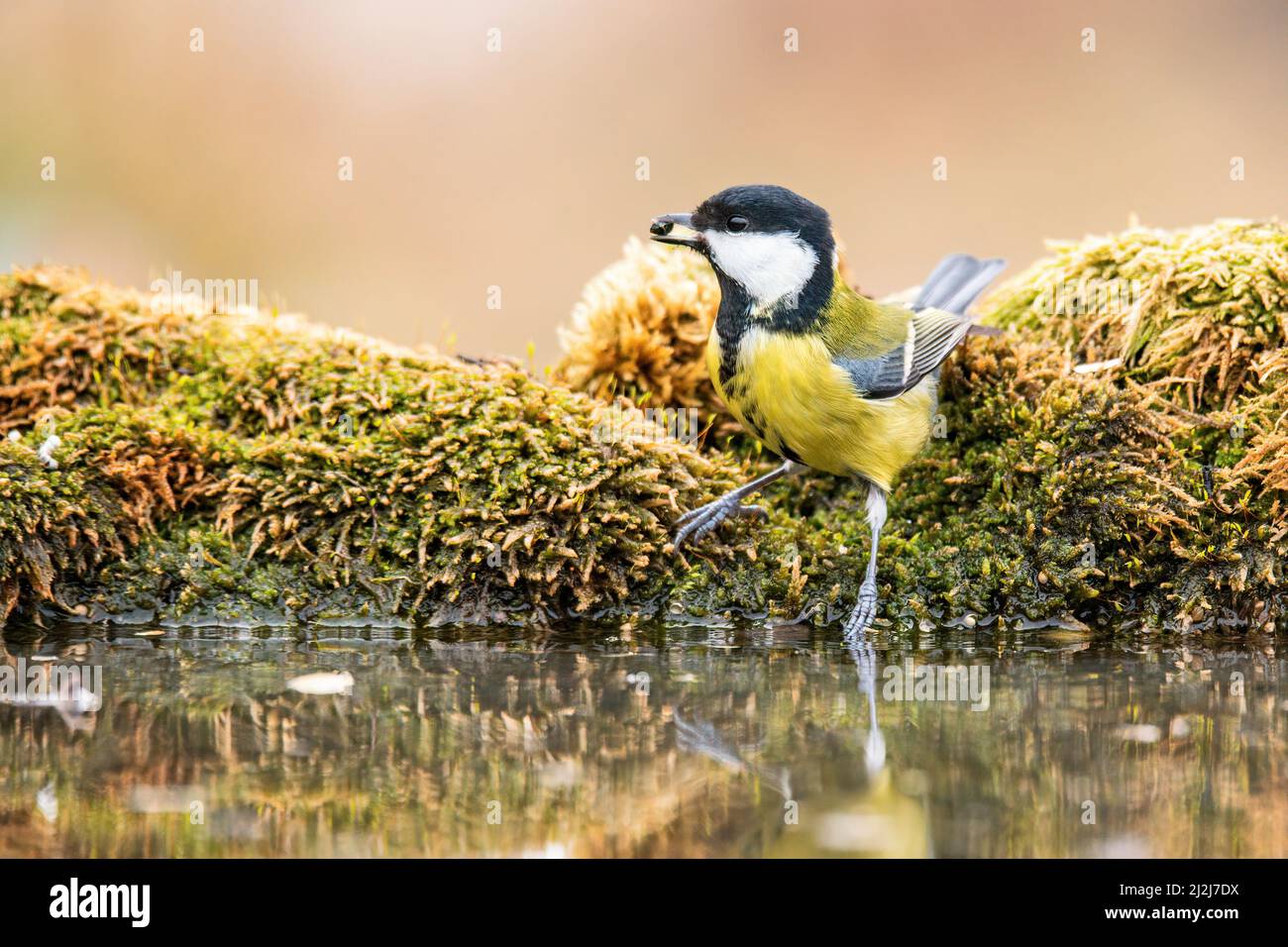 A closeup shot of a great tit bird eating sunflower seeds on a blurry ...
