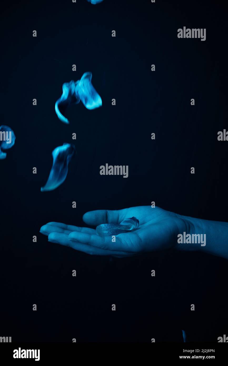 hand on a black background catches falling tulip petals. conceptual ...