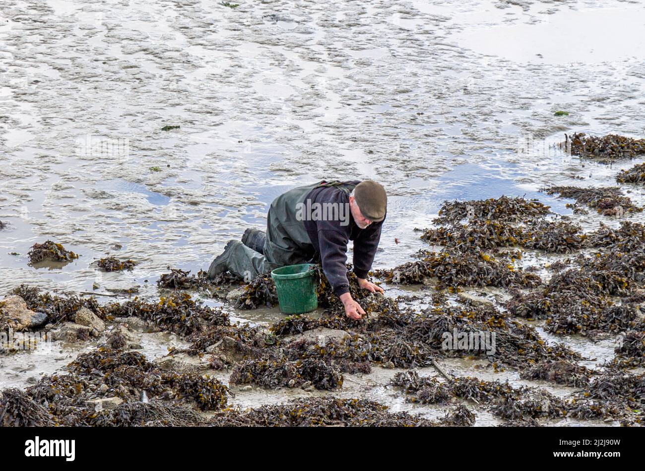 Elderly man foraging on foreshore at low tide for periwinkles Stock ...