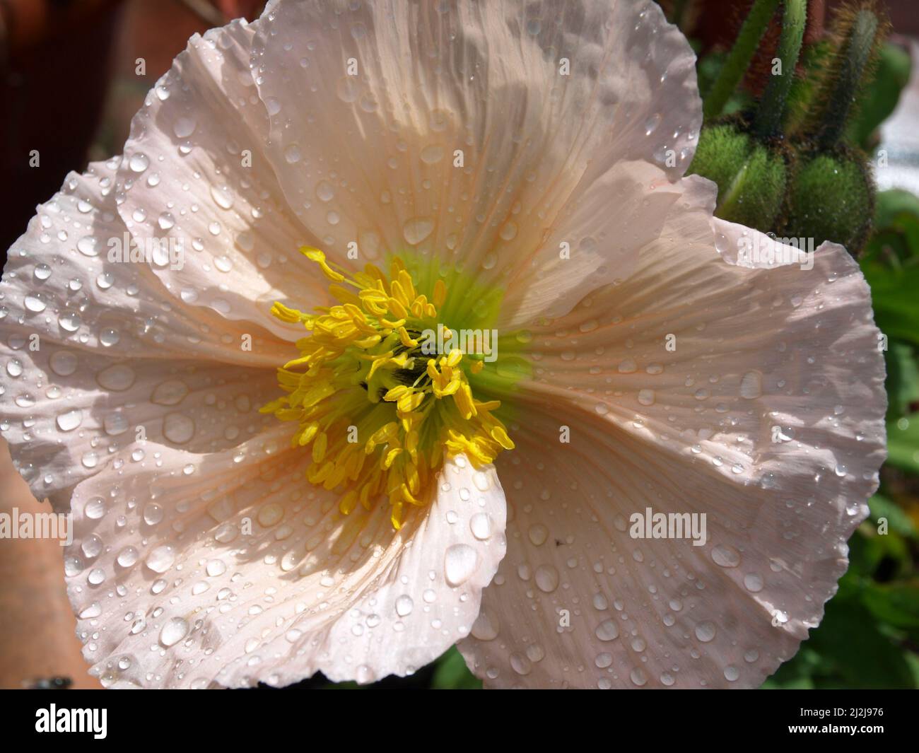 Mohnblume garten hi-res stock photography and images - Alamy