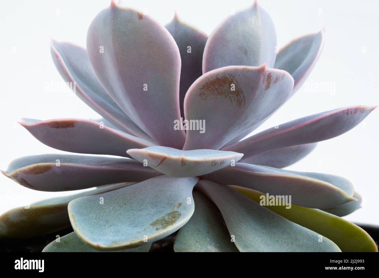 Thick leaves succulents hi-res stock photography and images - Alamy
