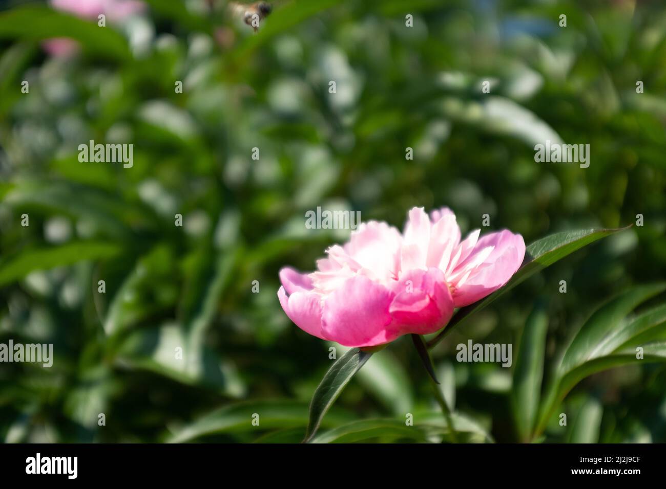 A single pink peony on blurred green leaves background at the sunny day ...
