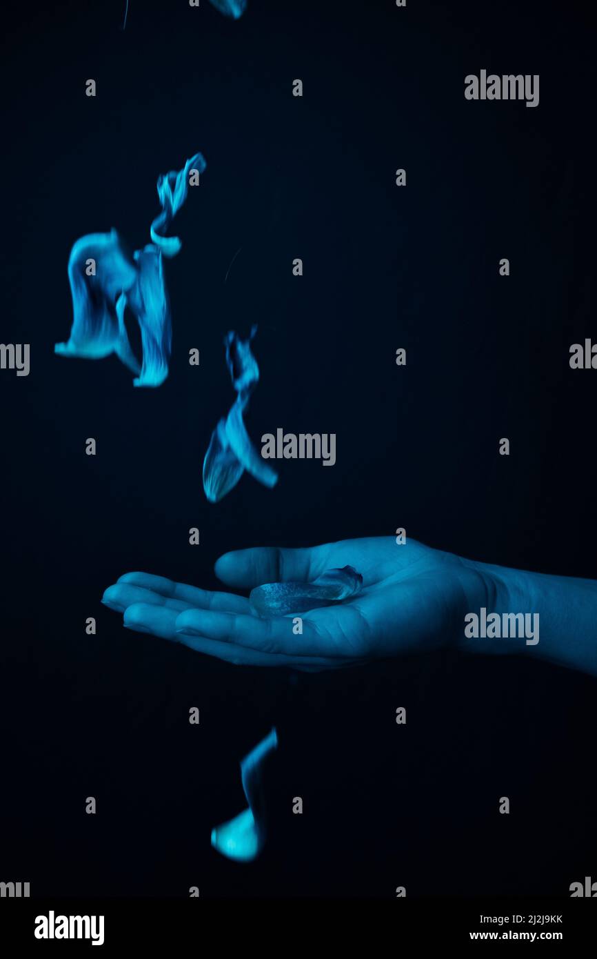 hand on a black background catches falling tulip petals. conceptual ...