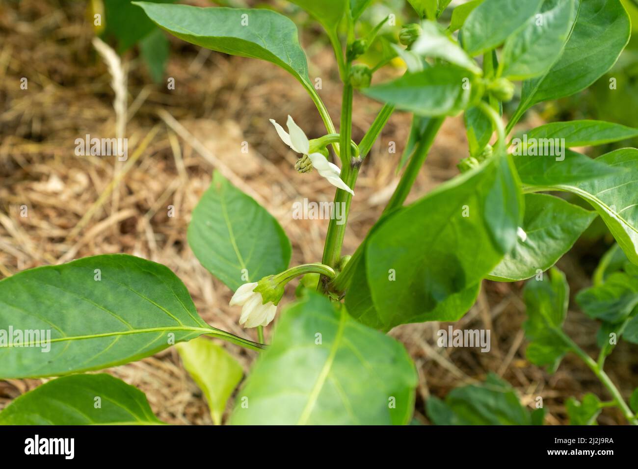Green bell pepper bush during the beginning of flowering. A bloom ...