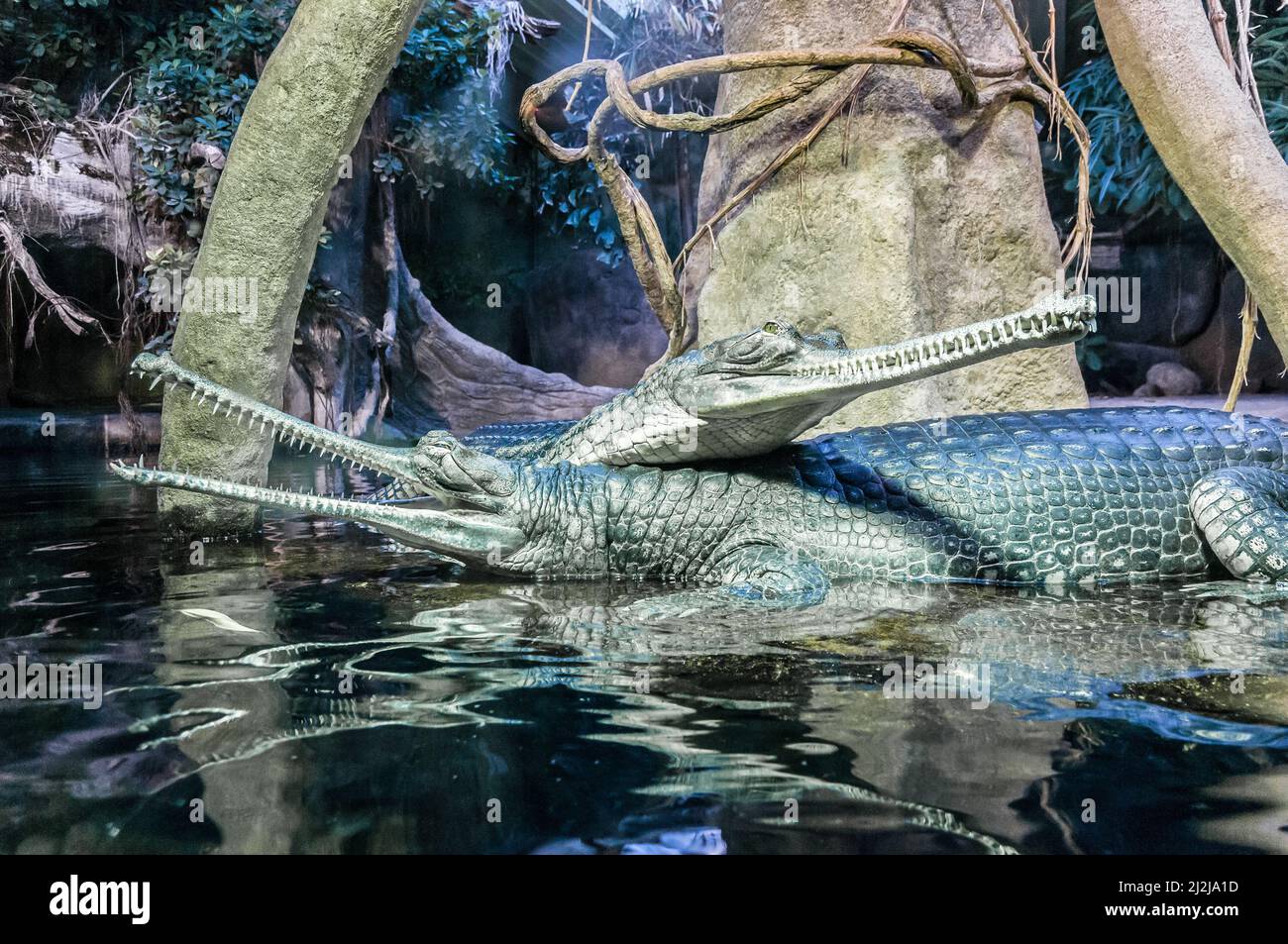 The two gharials (Gavialis gangeticus), also known as the gavial ...