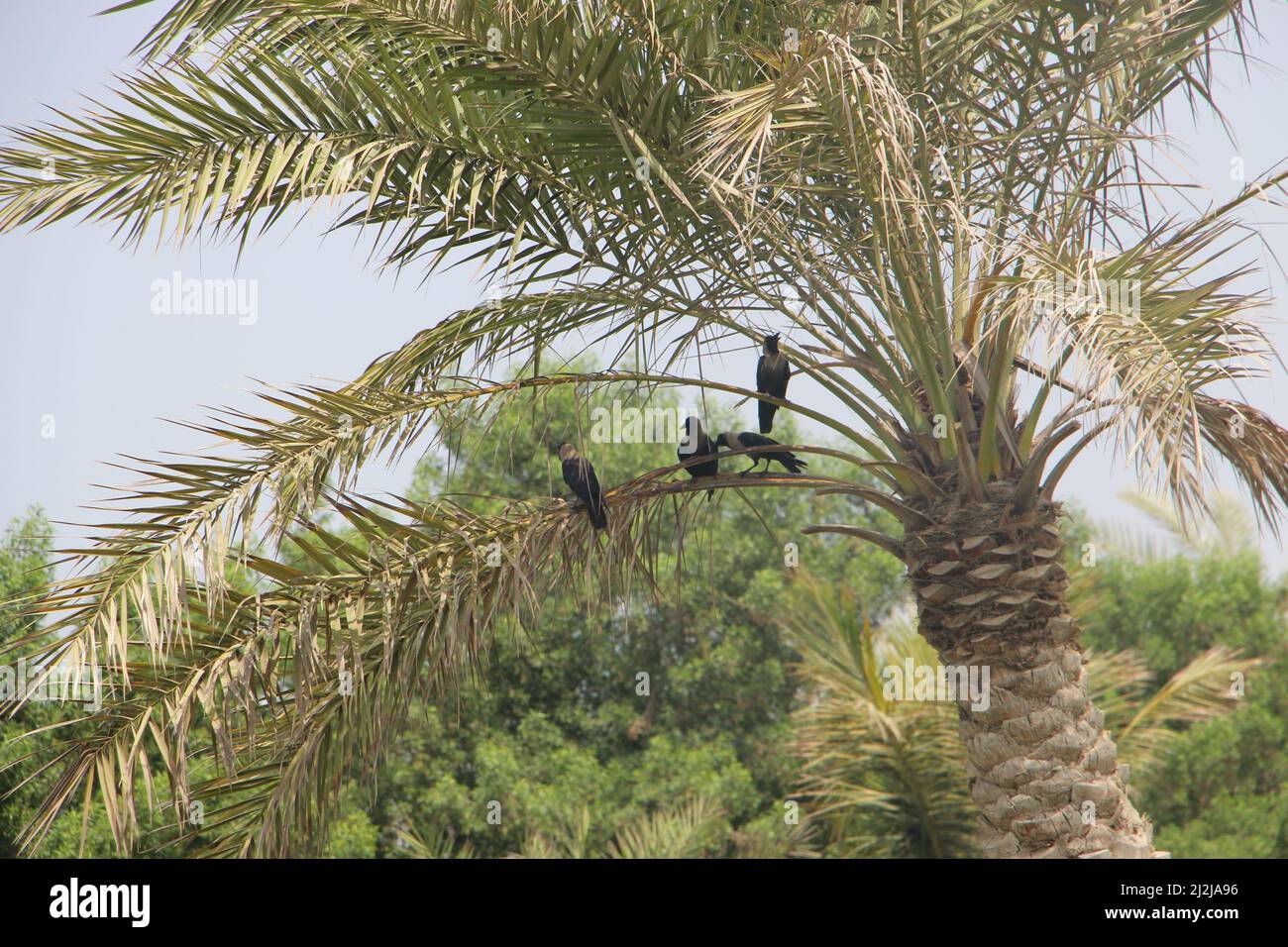 Birds gathering on a palm tree Stock Photo - Alamy