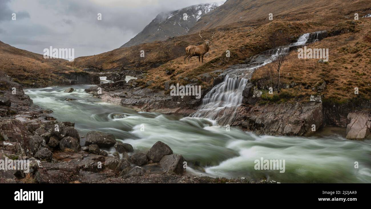 Composite image of red deer stag in Beautiful Winter landscape image of ...