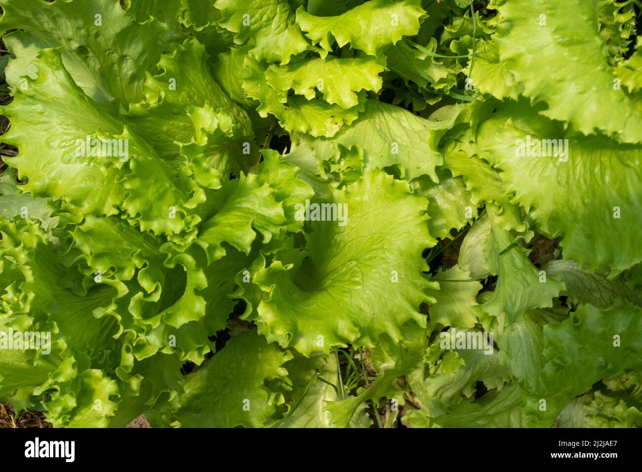 Light green salad leaves, top view. Raw green leaf vegetables. Bright ...