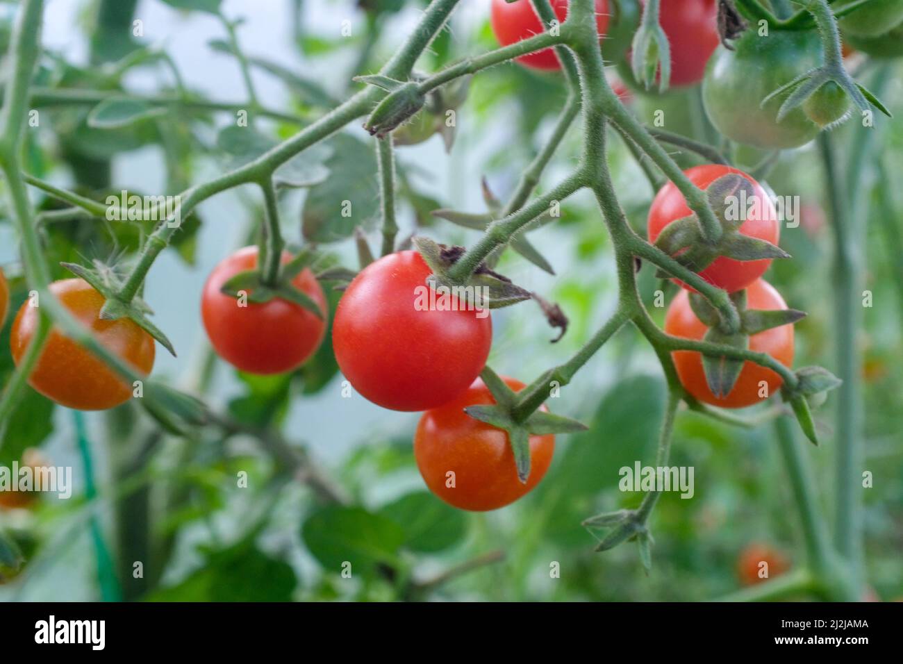 Red ripe tomatoes on branch, close-up. Horizontal composition with a ...