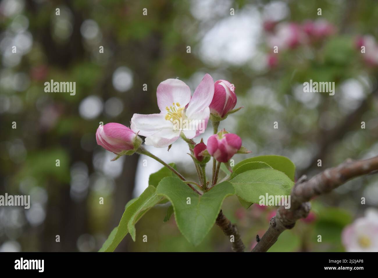 A selective focus of the blossomed pink flowers on the tree branches in ...