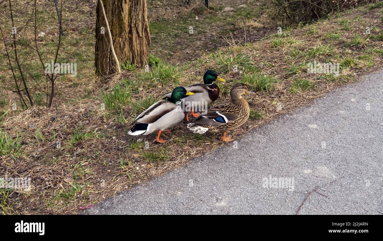 Three wild ducks go for a walk Stock Photo - Alamy