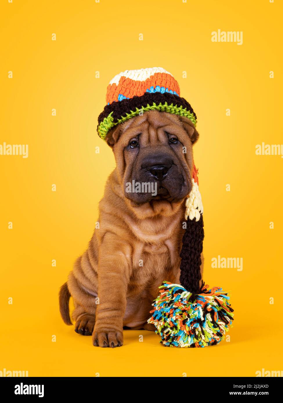 Adorable Shar-pei dog pup, sitting up facing front wearing sleeping hat ...