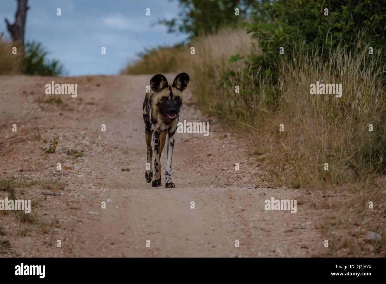 Wild dog at the Klaserie Private Nature Reserve part of the Kruger ...