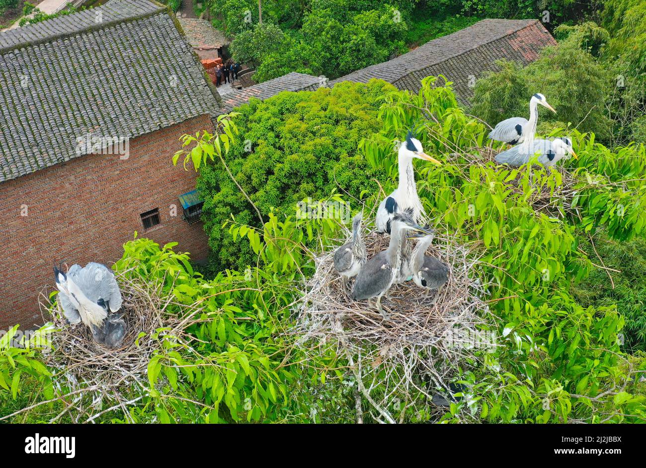 CHONGQING, CHINA - APRIL 2, 2022 - Herons, nightingales and other birds ...
