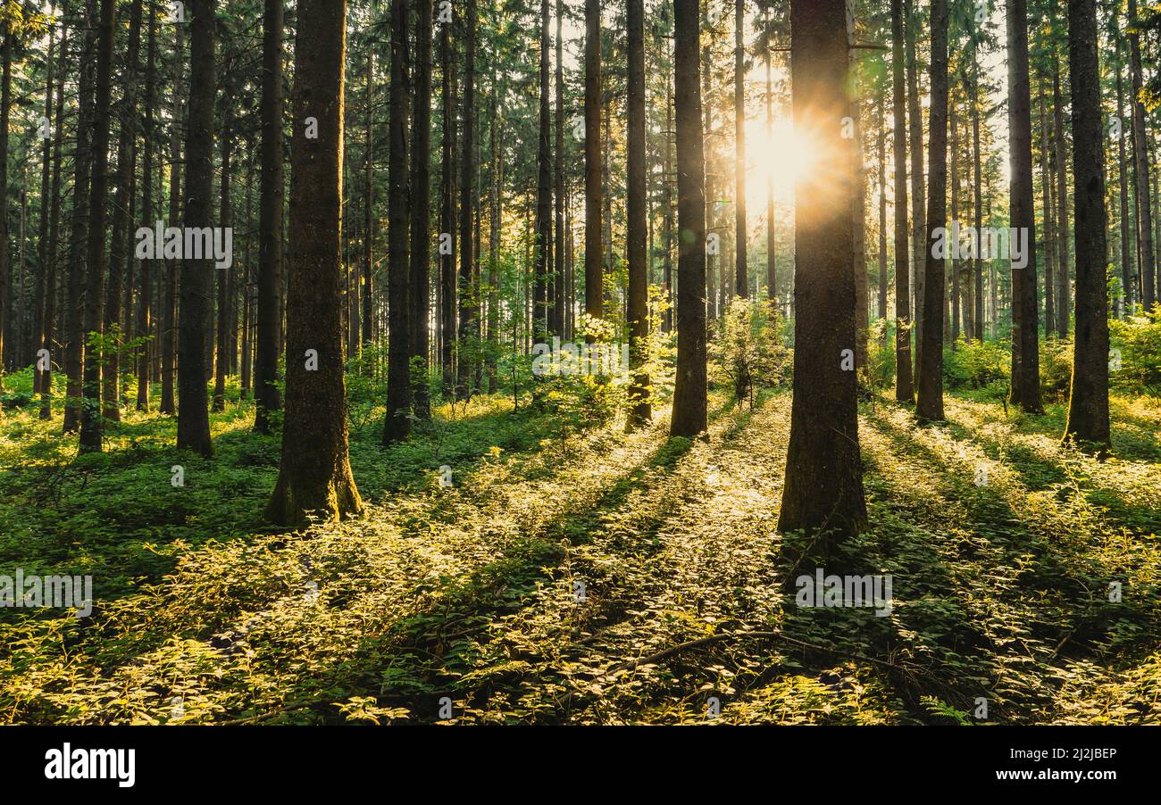 A mesmerizing view of long trees in a forest with sunrays Stock Photo ...