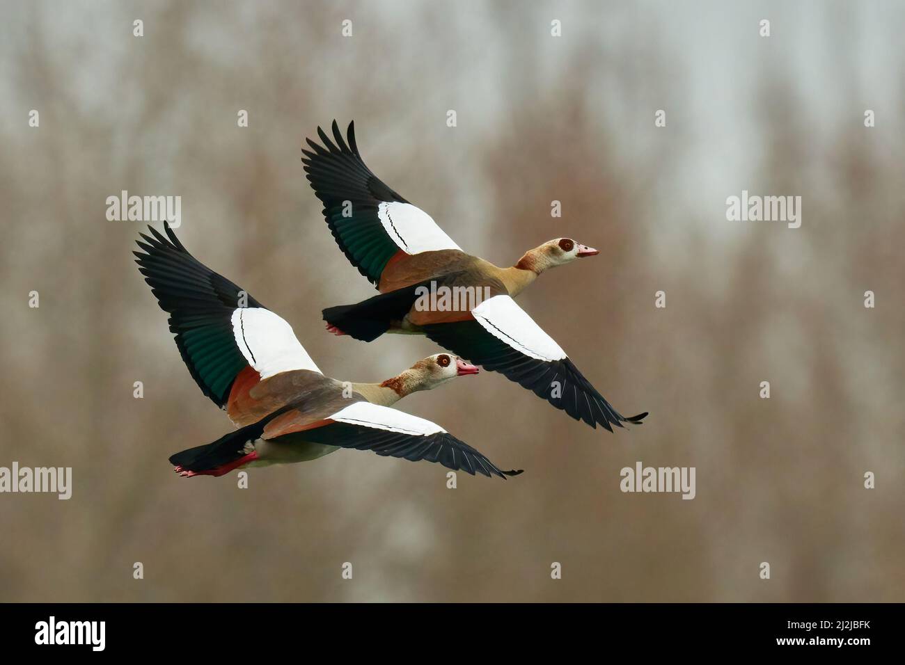 Flying fly flight hi-res stock photography and images - Alamy