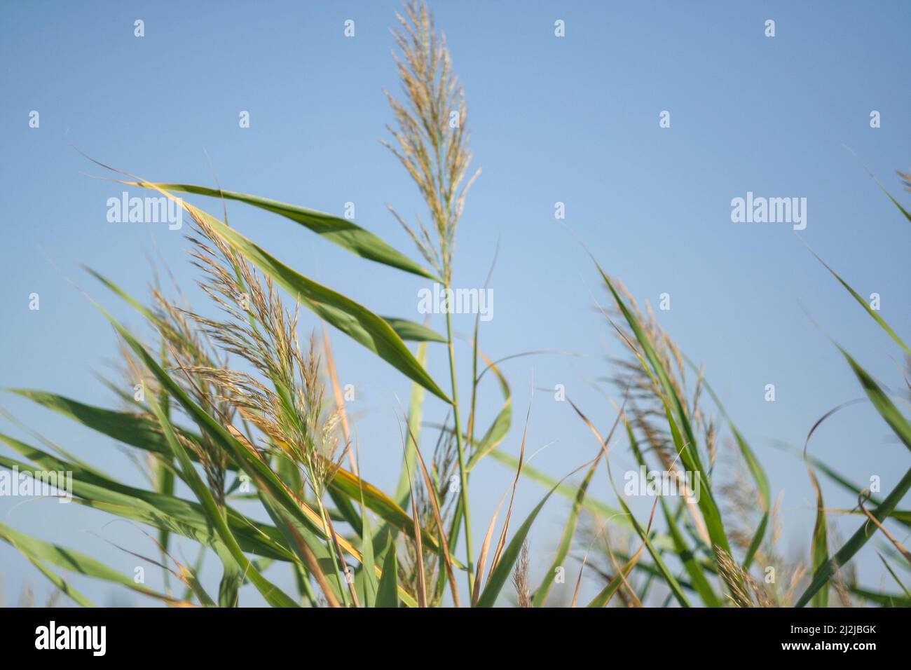 Marram grass with blue sky as background. Dune grass waving in the wind ...